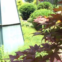 Remembering Ruth Ferguson – Wednesday Grace